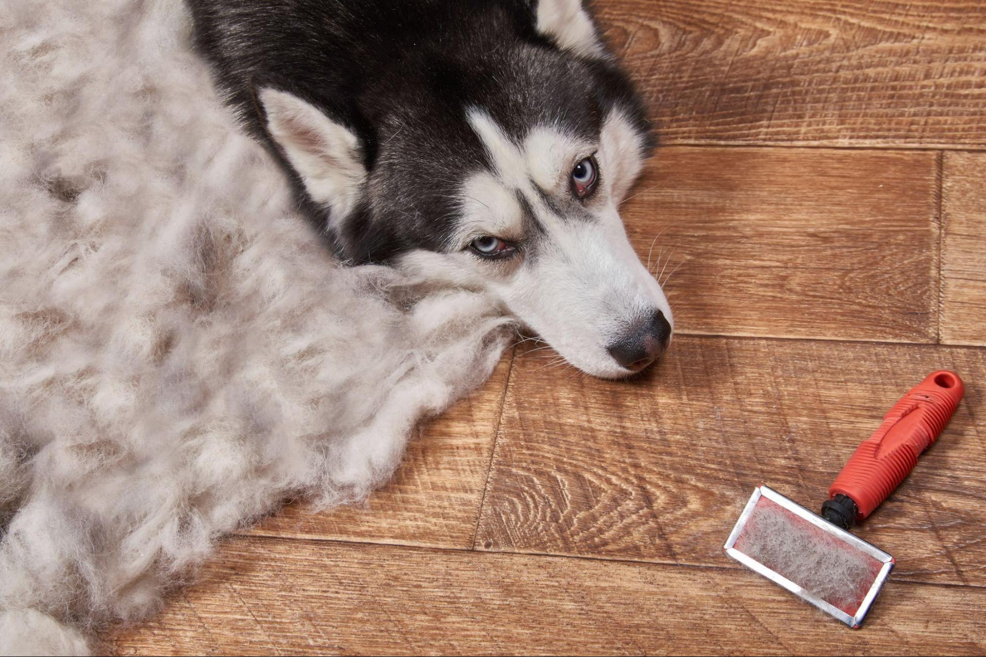 Husky Shedding: Tips for Husky Dog Parents - Usefulideas